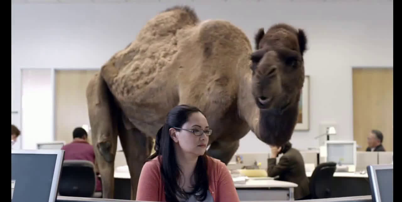 Geico Hump Day - The Best of GEICO Ad Commercial on TV